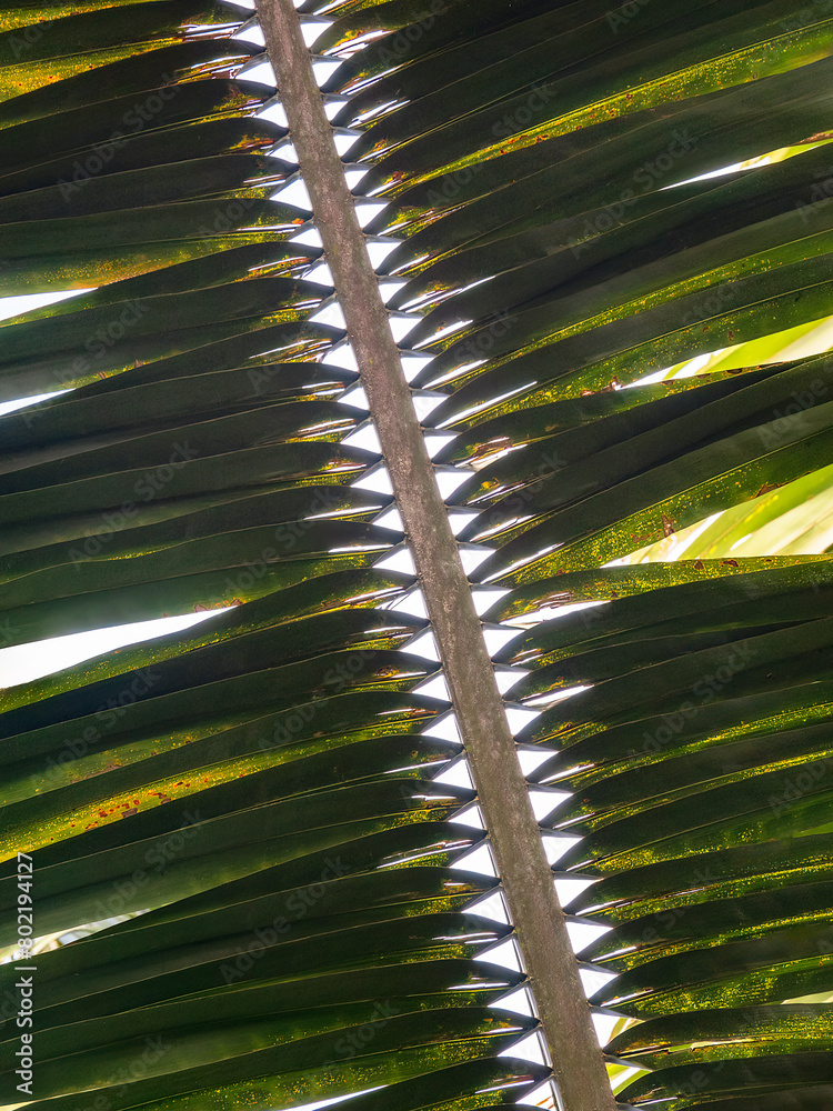 Geometric frond pattern of cohune palm (binomial name: Attalea cohune ...