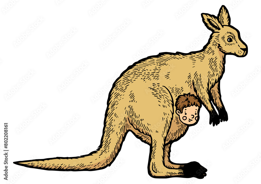 Kangaroo with human baby in kangaroo pouch color sketch engraving PNG ...