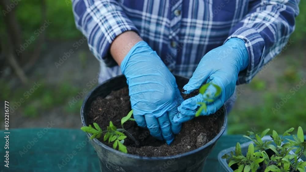 Preparing plants for growing in open ground. Farmer hand holding eco ...