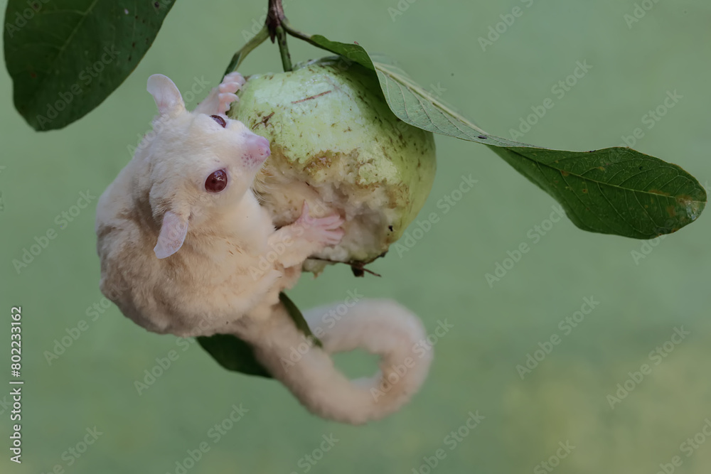 An albino sugar glider is eating a guava fruit. This marsupial mammal ...