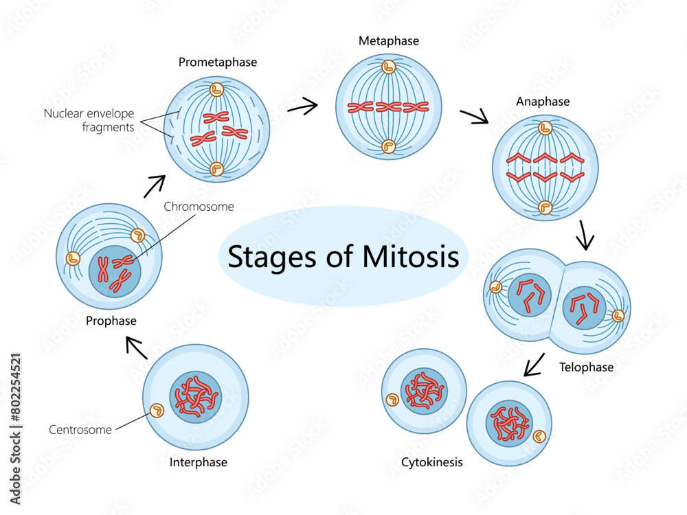 process of mitosis, showcasing each phase from interphase to ...