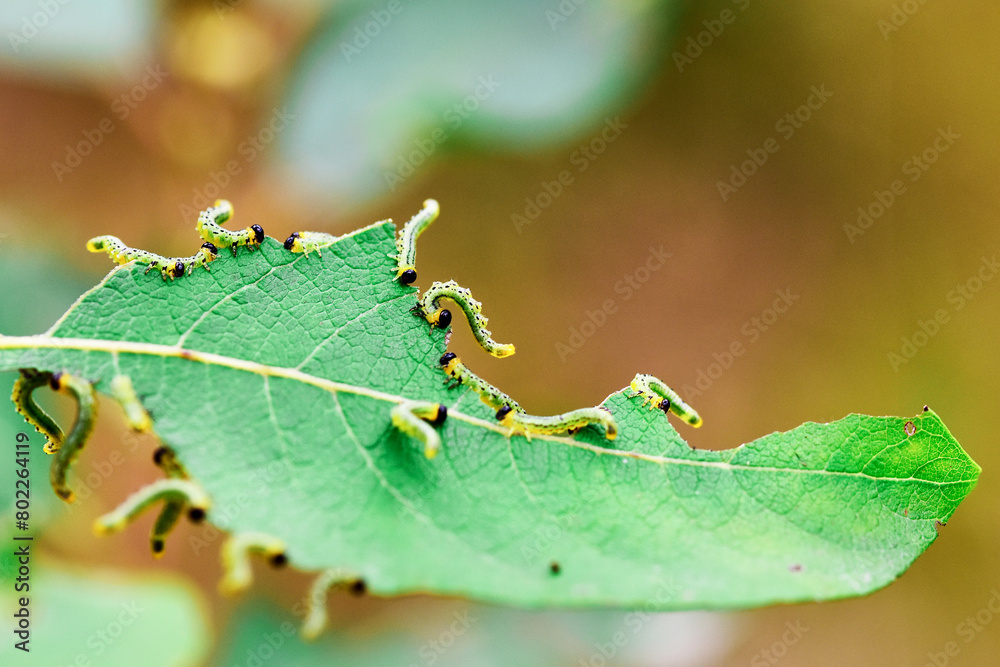 Box tree caterpillar attacks the plant, feeds on the leaves, causes a ...
