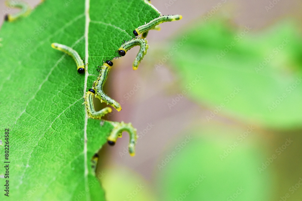 Box tree caterpillar attacks the plant, feeds on the leaves, causes a ...