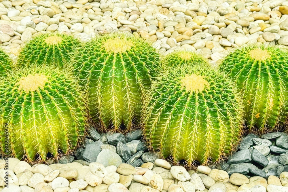Vibrant green barrel cacti, symmetrically arranged among smooth pebbles ...
