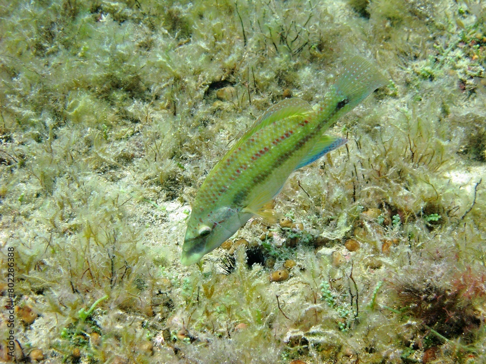 Fish swimming in the shallow water, rocks with algae. Ocean and marine ...