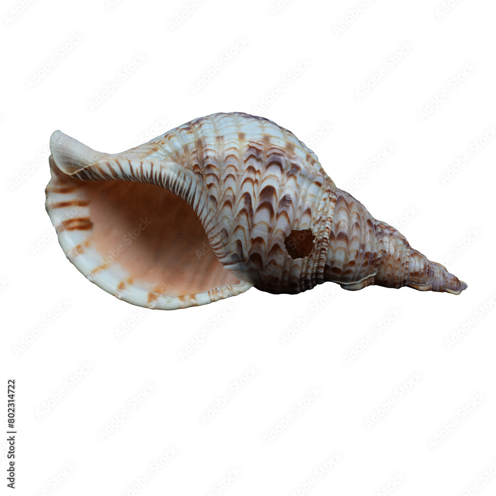 Conch or conque is a wind instrument made from the shell of several ...