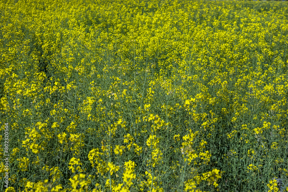 rape The seed is the useful part of the silique. The process of ...