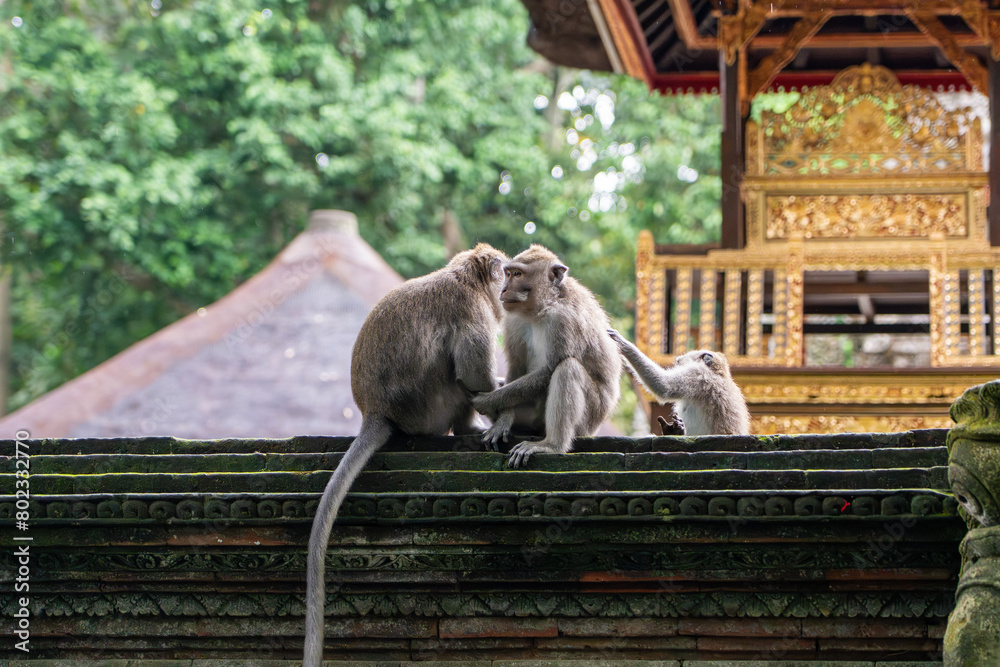 Long Tailed Macaque - 3 monkeys sitting on wall in front of temple ...
