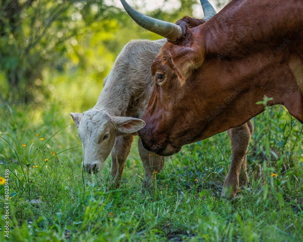 Mother cow and her young calf grazing in a lush green field under a ...
