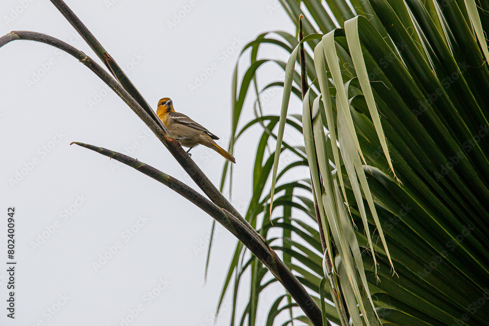Icterus bullockii. The striped-eyed turpial, Bullock's turpial, orange ...
