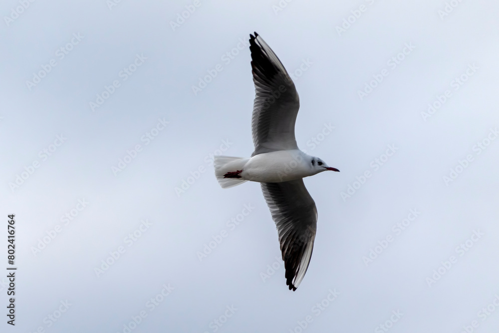 Seagull flying with blue sky background. sky and bird bottom up view ...