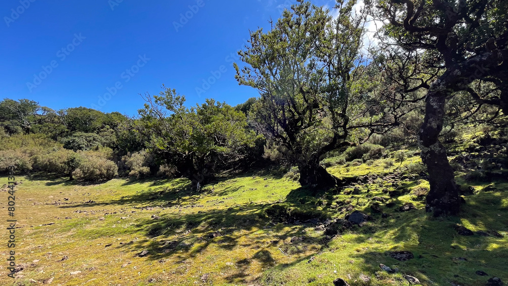 Enchanting UNESCO protected Fanal Forest on Madeira Island, Portugal ...