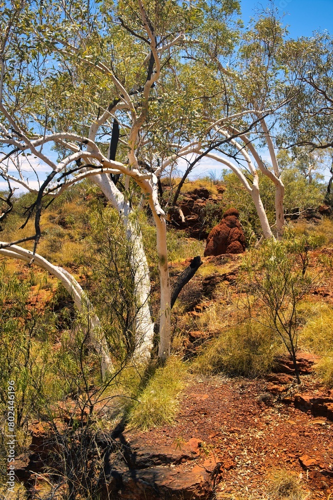 Desert landscape with white-barked snappy gum trees (Eucalyptus ...