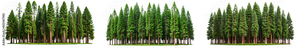 set of pine forst landscape, with plants, (tall pine, cedars, Douglas ...