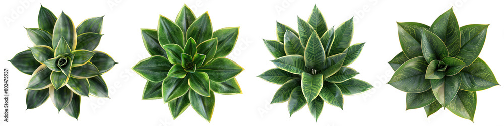 Snake Plant Plants Top View Hyperrealistic Highly Detailed Isolated On ...