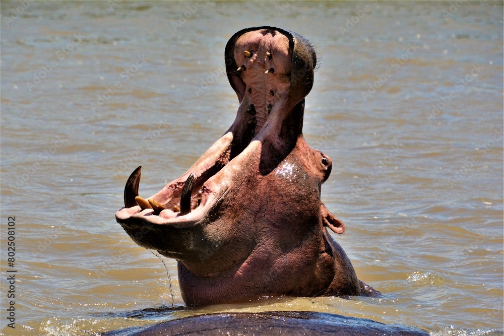 Detail of the head of yawning hippopotamus at iSimangaliso Wetland Park ...