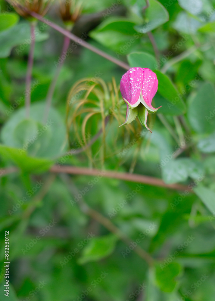 Close-up image of the pink bell-shaped flower sepals of Whiteleaf ...