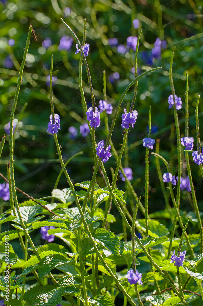 Leaves, stems, and flowers of Stachytarpheta cayennensis, a blue ...