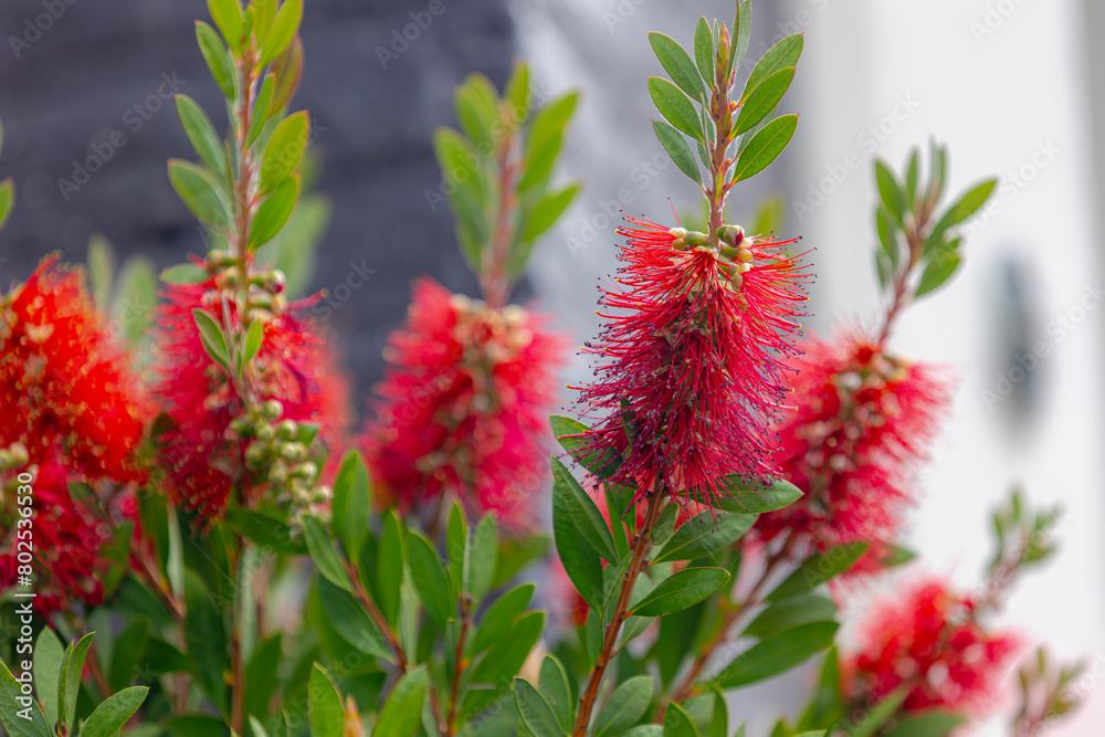 Selective focus shrubs of red puffy flower with green leaves in garden ...