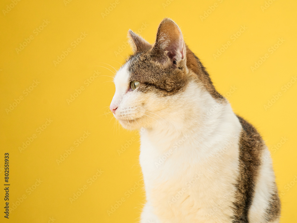 A poised tabby cat confidently gazes forward, set against a vivid ...