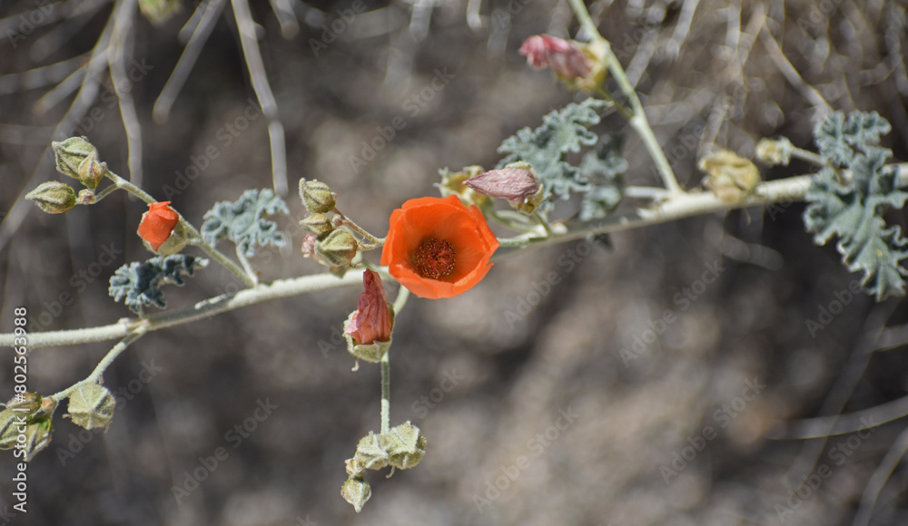 Apricot mallow, Sphaeralcea ambigua, also called Desert globemallow ...