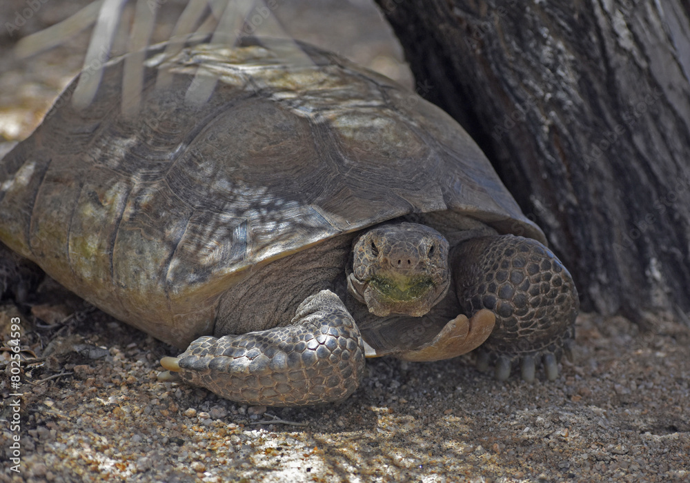 Mojave Desert Tortoise, Gopherus agassizii. 3/4 front view showing head ...