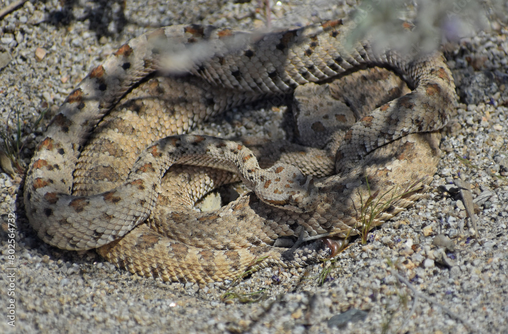 Mojave Desert Sidewinder, Crotalus cerastes cerastes, also called ...