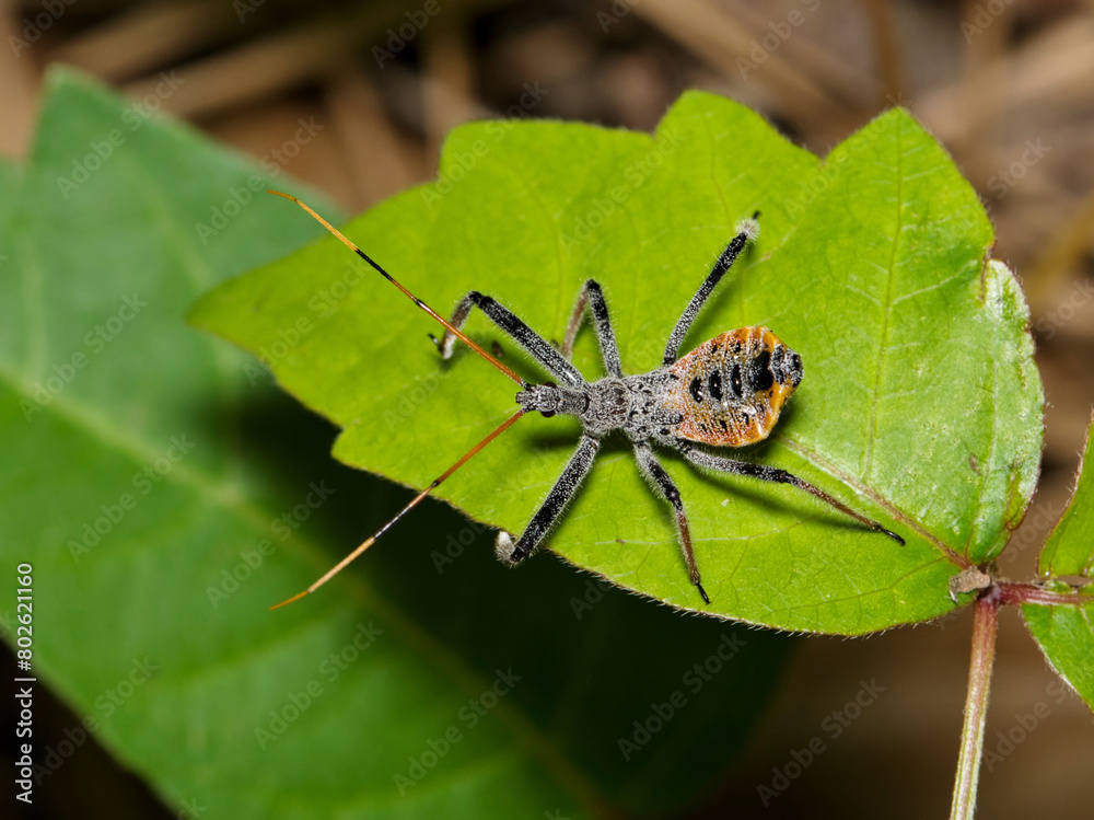North American wheel bug nymph Arilus cristatus insect nature ...