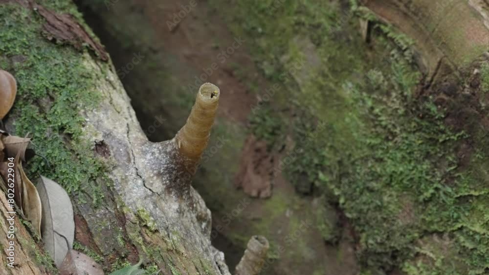 stingless bees enter and exit a nest in the rainforest of gunung leuser ...