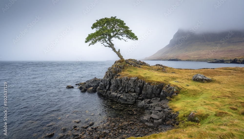 Scottish Mist Mystery: A High-Resolution Photograph of a Lone Tree ...