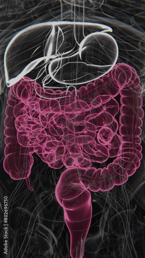 Human digestive system animations in X-ray mode | Animated Large ...