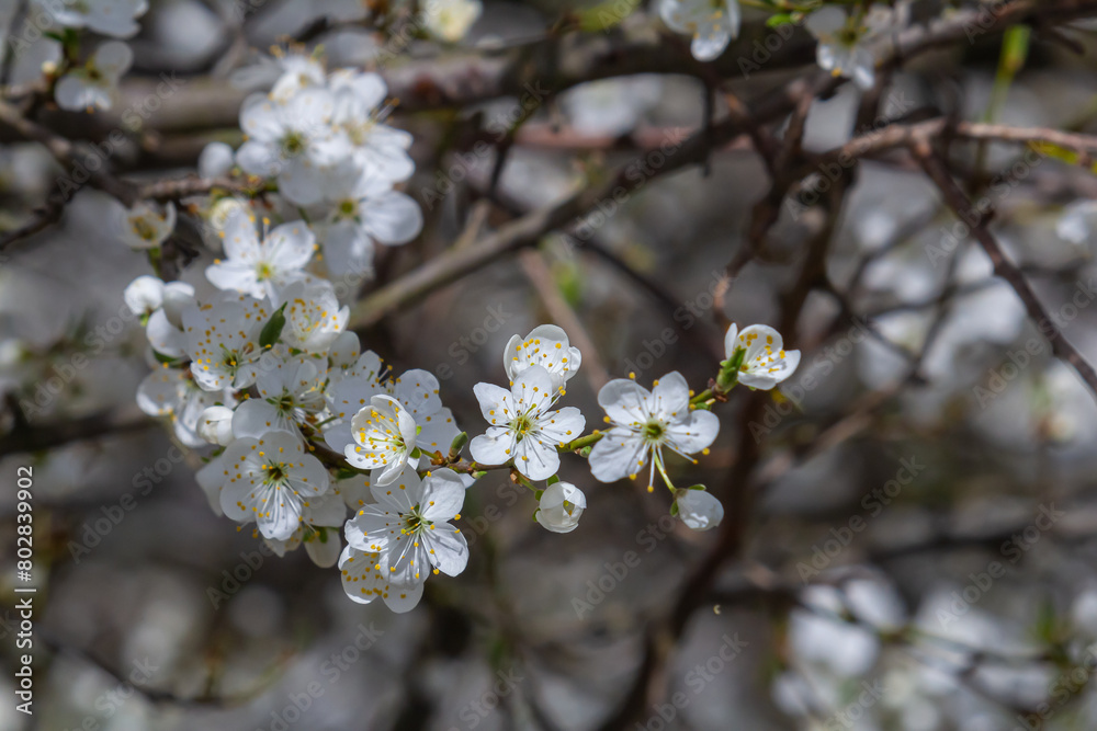 Prunus Cerasifera Blooming white plum tree. White flowers of Prunus ...