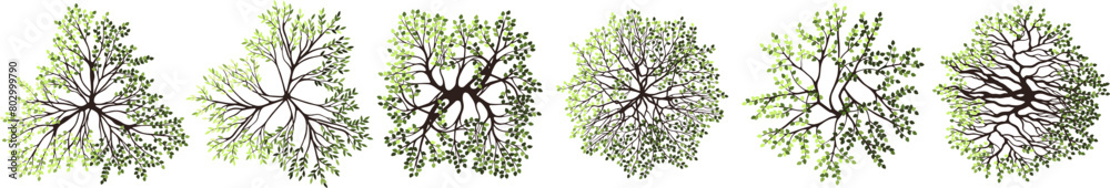 Tree for architectural floor plans. Entourage design. Various trees ...