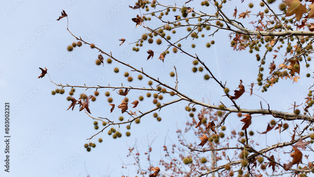 Spiny seed pods gainst the sky. American sweetgum tree ball ...