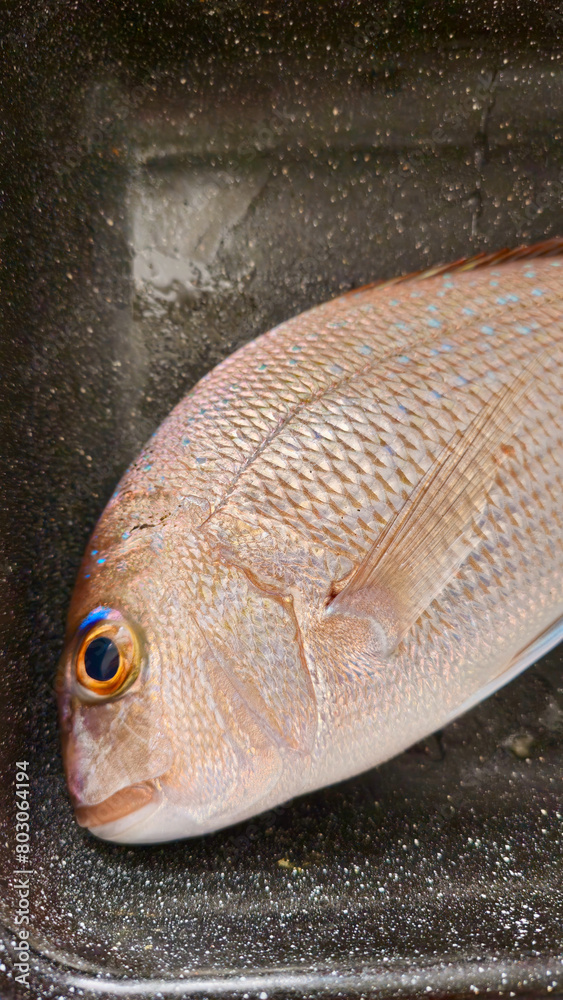 Freshly caught fish (Snapper, Bream, Porgy, Squirrel fish) showing head ...