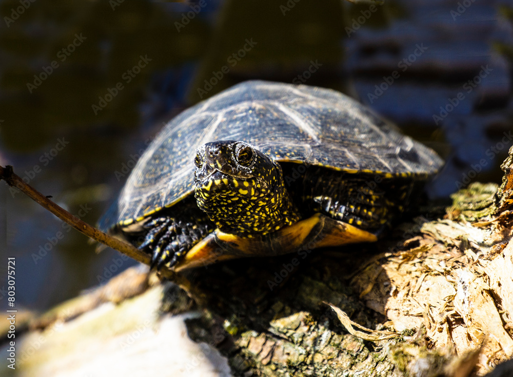 Swamp turtle. Emys orbicularis L. Swamp turtle - are predators. They ...
