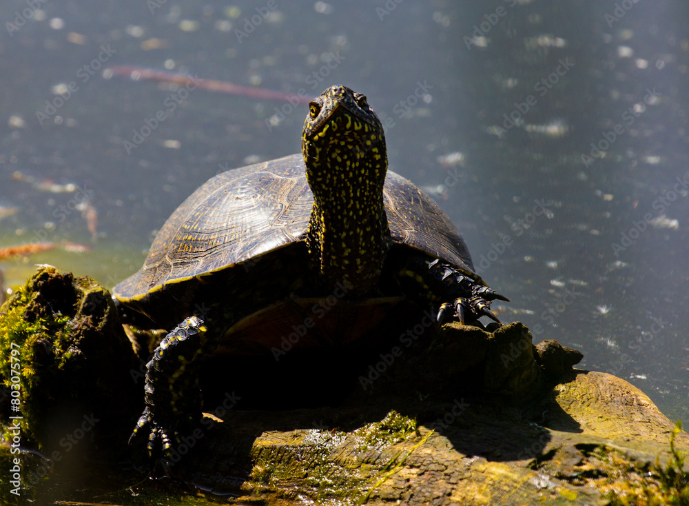 Swamp turtle. Emys orbicularis L. Swamp turtle - are predators. They ...