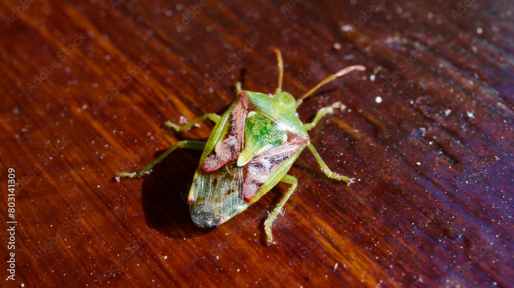 Acanthosomatidae Fart bug. Stink pine beetle. Cyphostethus tristriatus ...