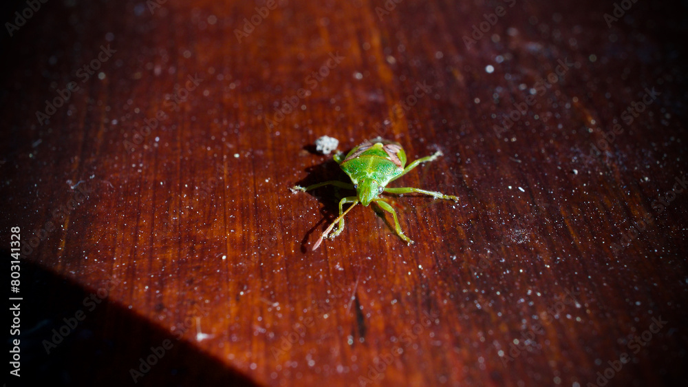 Acanthosomatidae Fart bug. Stink pine beetle. Cyphostethus tristriatus ...