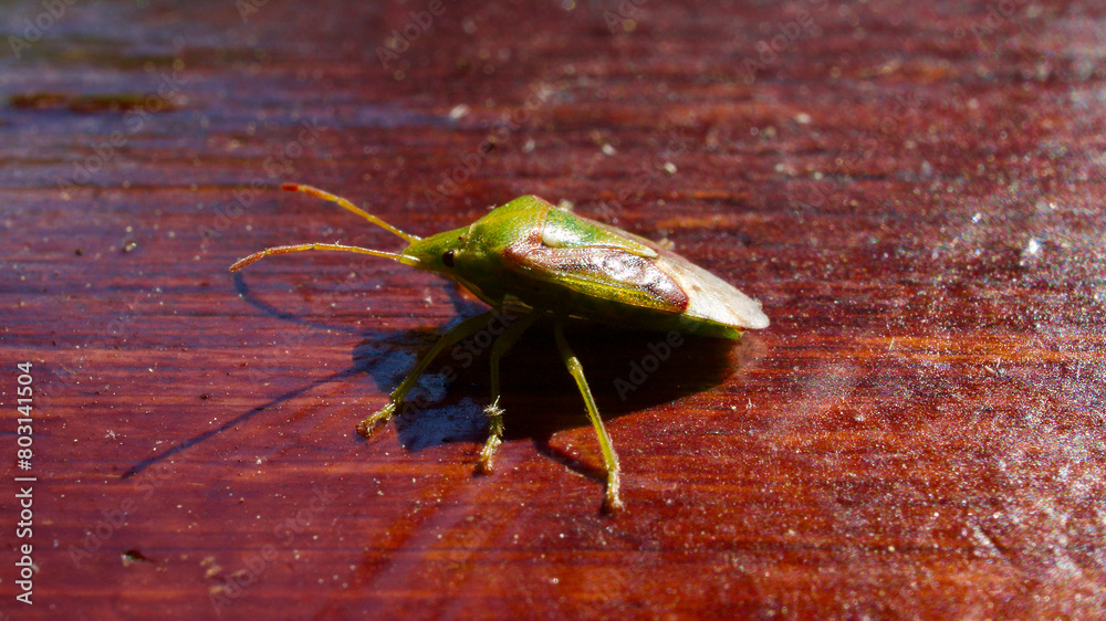 Acanthosomatidae Fart bug. Stink pine beetle. Cyphostethus tristriatus ...