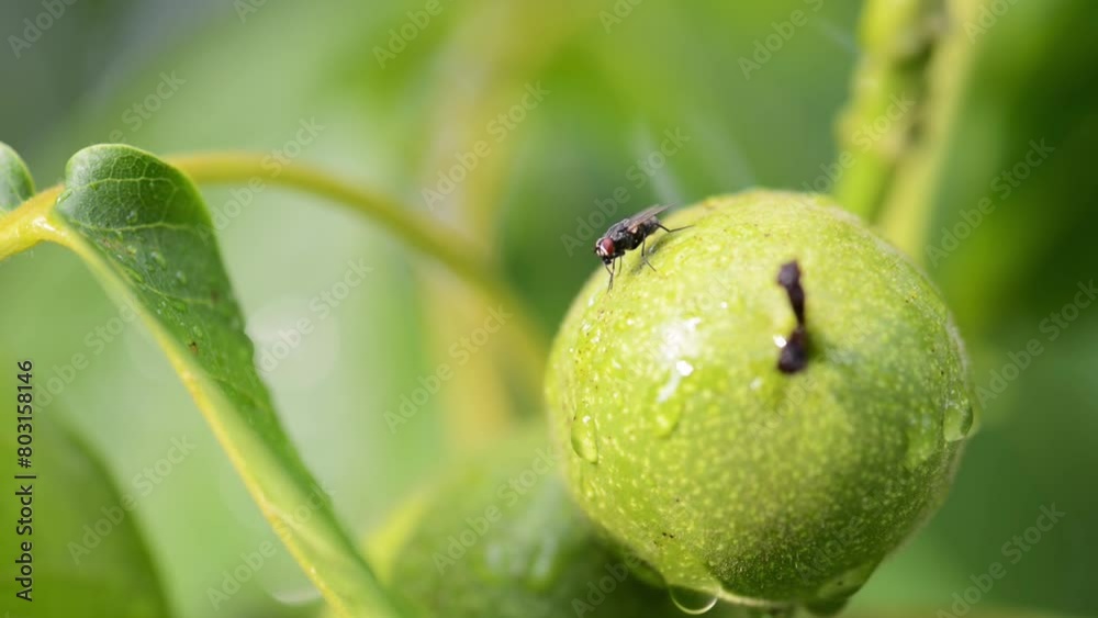 The common walnut in growth. A walnut is the nut of any tree of the ...