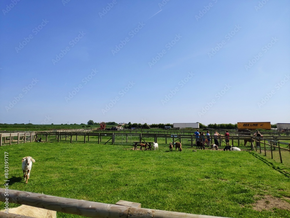 Animal farm in Leicester, UK, green lawn, blue sky and white clouds ...