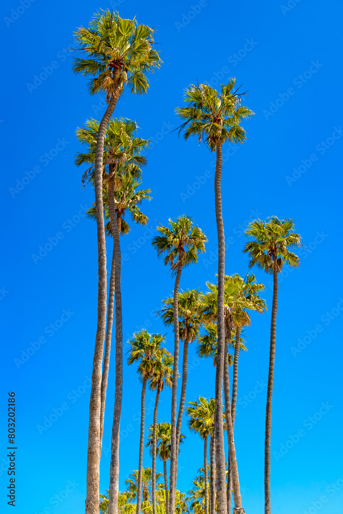 Giant palm trees (Washingtonia robusta) on the beach in Santa Barbara ...