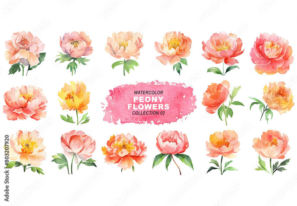 Watercolor painted style peony flowers clipart isolated on transparent ...