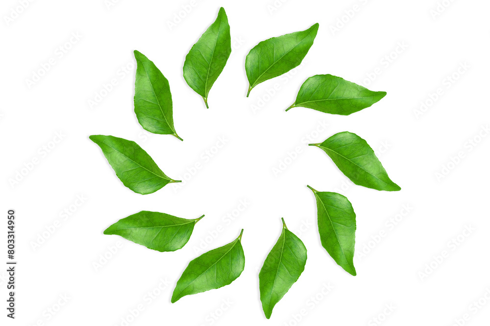 circle of fresh indian spice plant curry leaves or curry patta use in ...