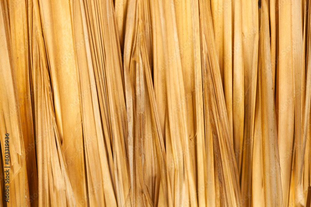 Texturas de Palma Seca Stock Photo | Adobe Stock