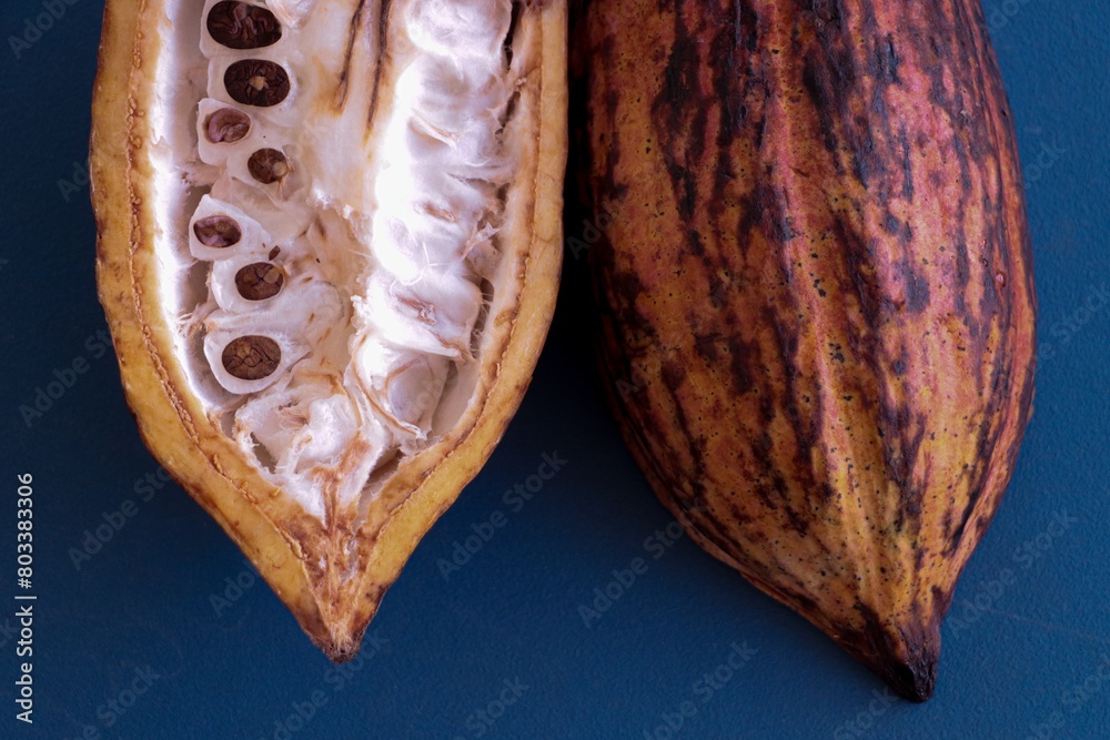 Fruto do cacau aberto, polpa, casaca e sementes, Stock Photo | Adobe Stock