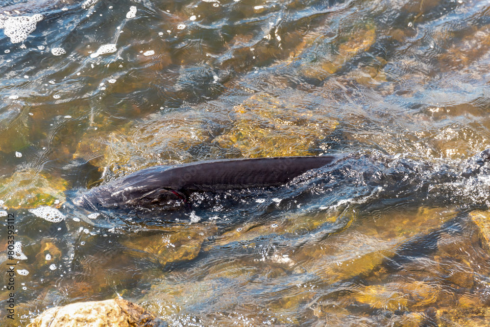 Strugeon Spawning In Spring At The Fox River Dam And Rapids In De Pere ...