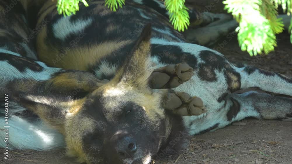 African wild dog (Lycaon pictus) is canid native to sub-Saharan Africa ...