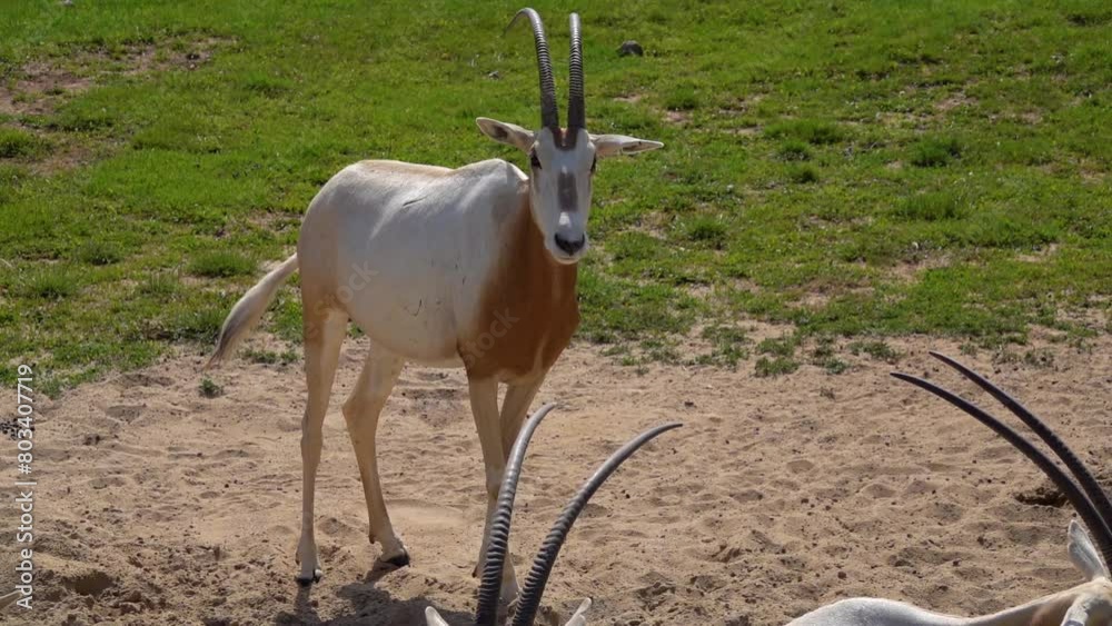 Scimitar oryx or scimitar-horned oryx (Oryx dammah, Sahara or algazel ...